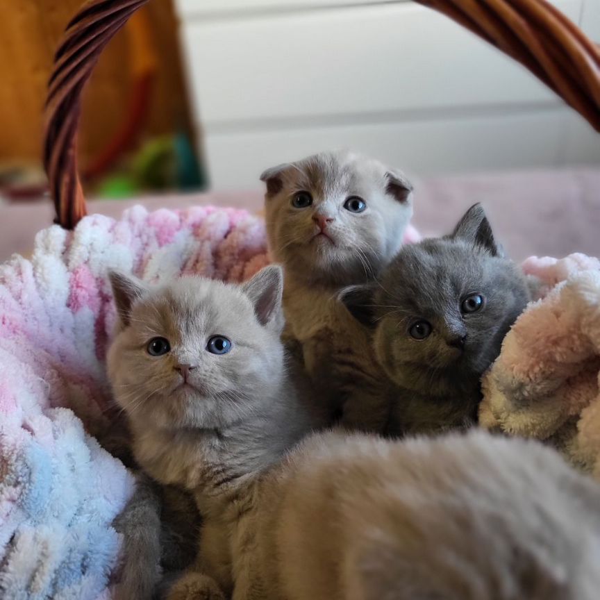 Шотландские котята (вислоухие и прямоухие)