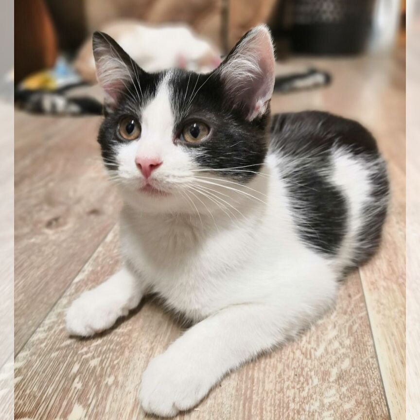 Котёнок в добрые руки