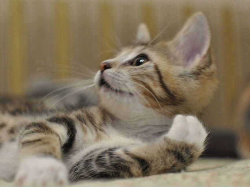 Котенок Лёва