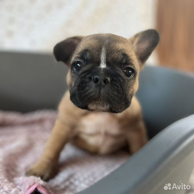 Французская плюшечка