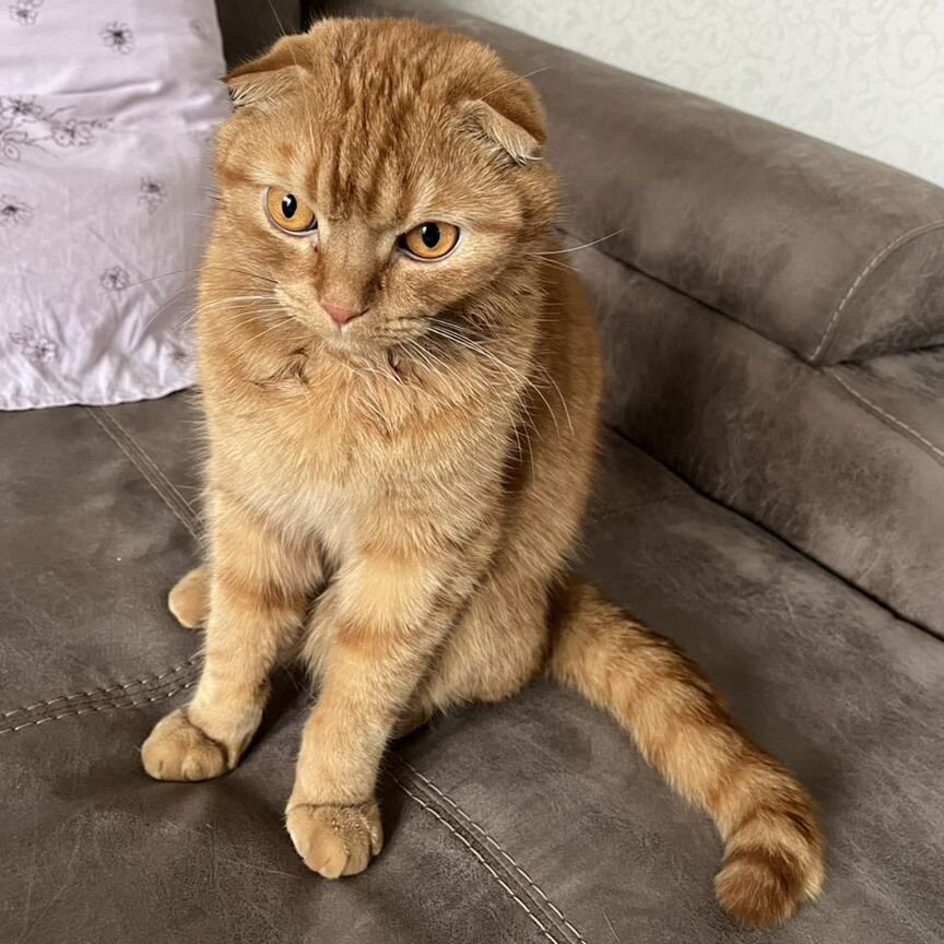 Шотландский вислоухий короткошёрстный, взрослый кот