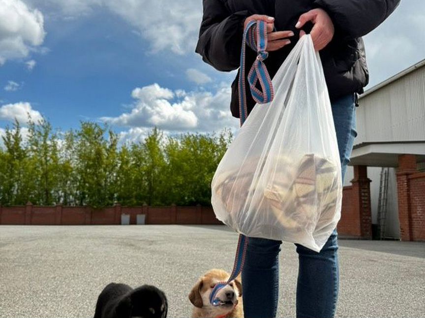 Щенули для добрых сердец