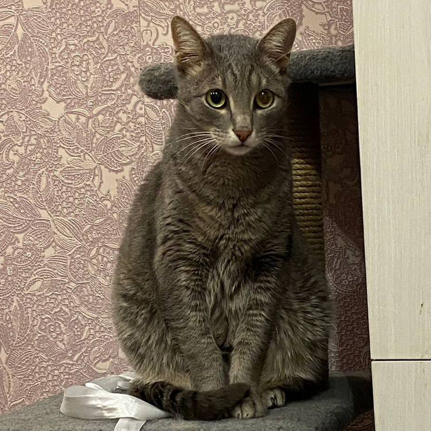 Домашний котик в поиске хозяев