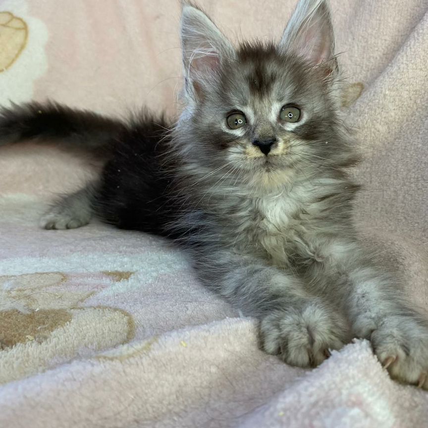 Мейн-кун котёнок