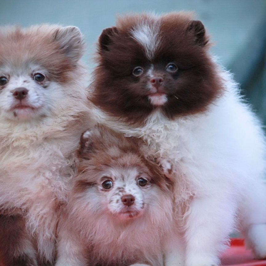 Разноцветные девочки и мальчики