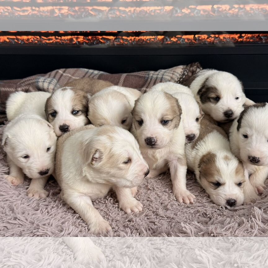 Среднеазиатская овчарка, щенок