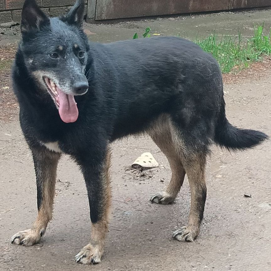 Взрослая собака в добрые руки