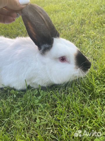 Калифорнийские кролики