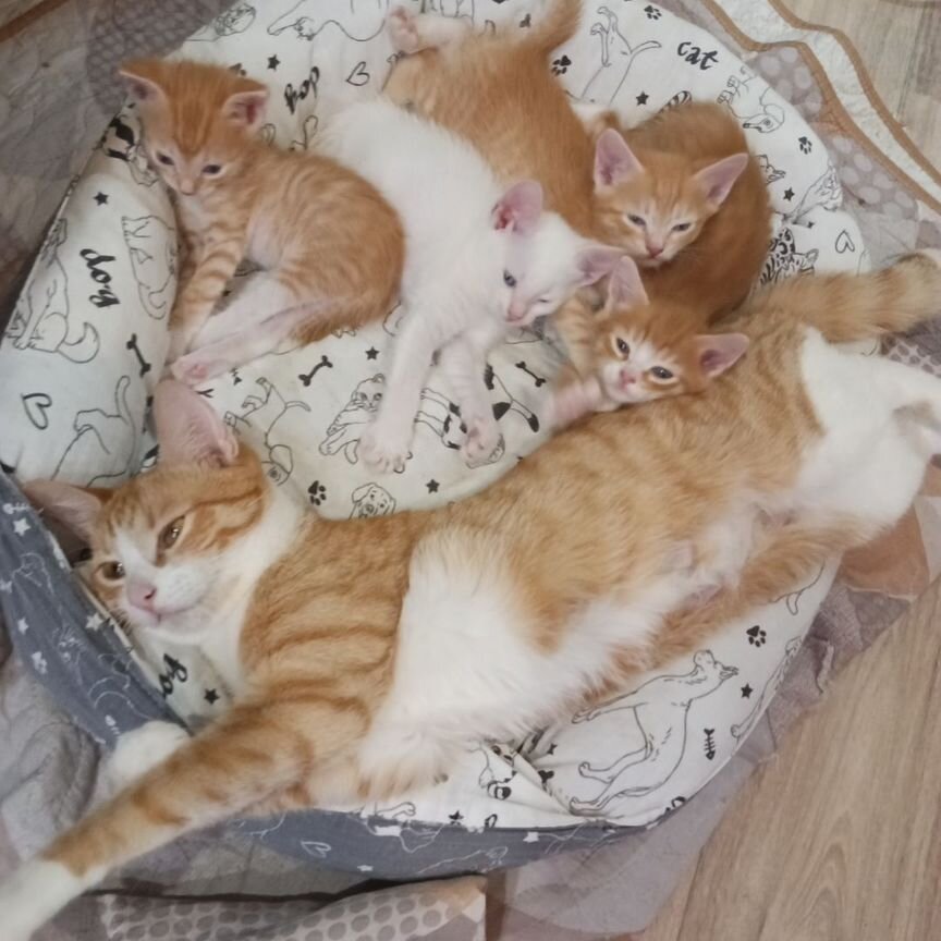 Котята рыжие