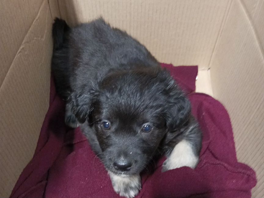 Маленькая собака в добрые руки бесплатно