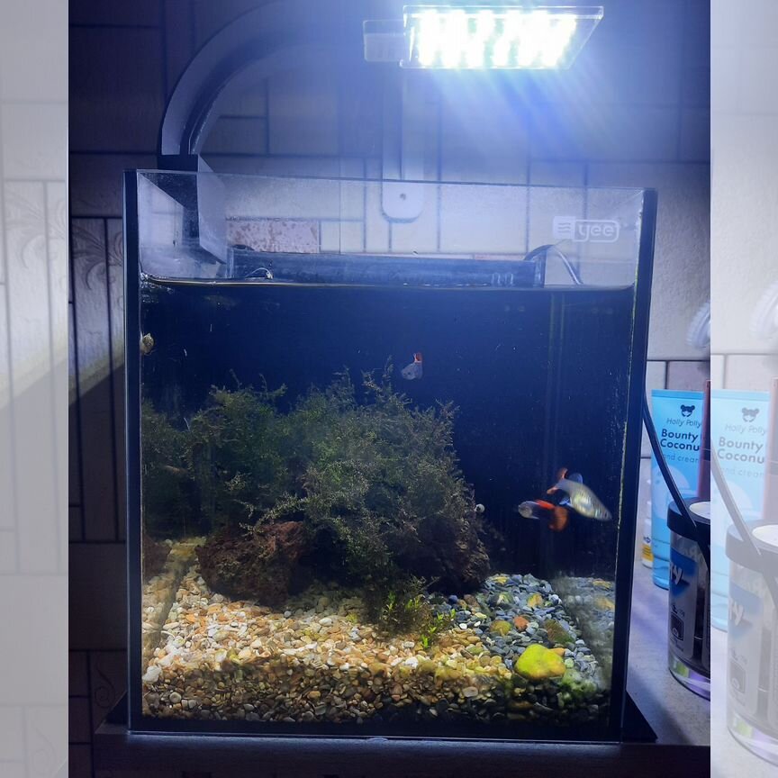 Аквариум с рыбками