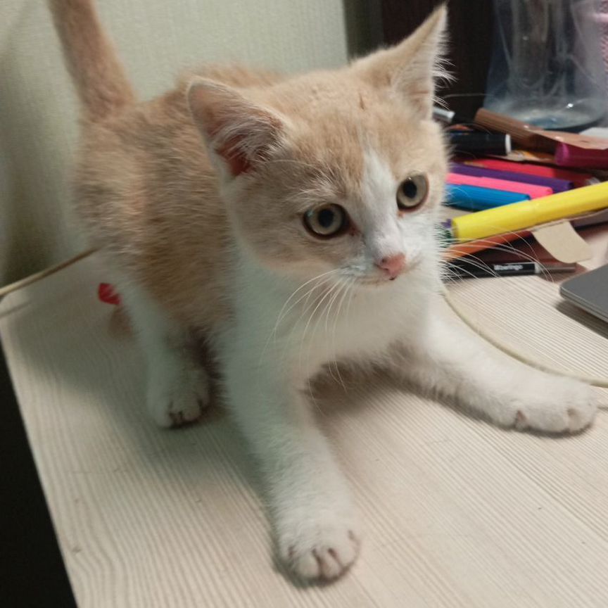 Котёнок в добрые руки