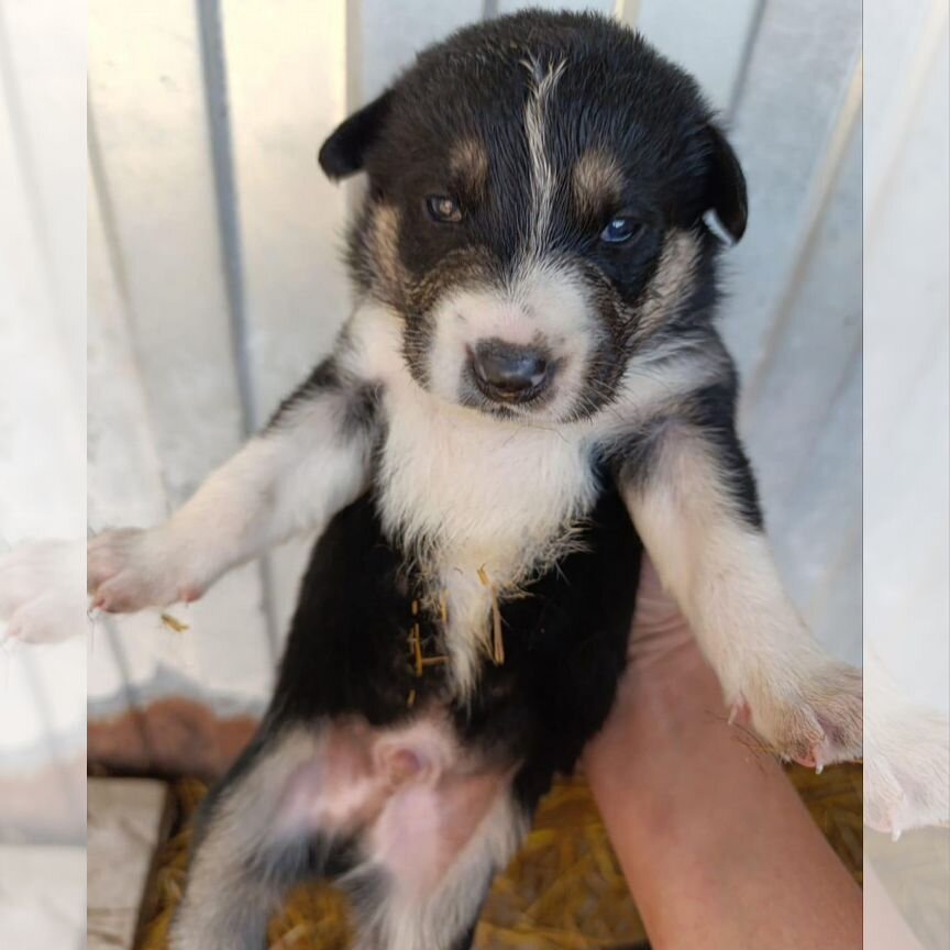 Щенки девочки в добрые руки, 1 мес