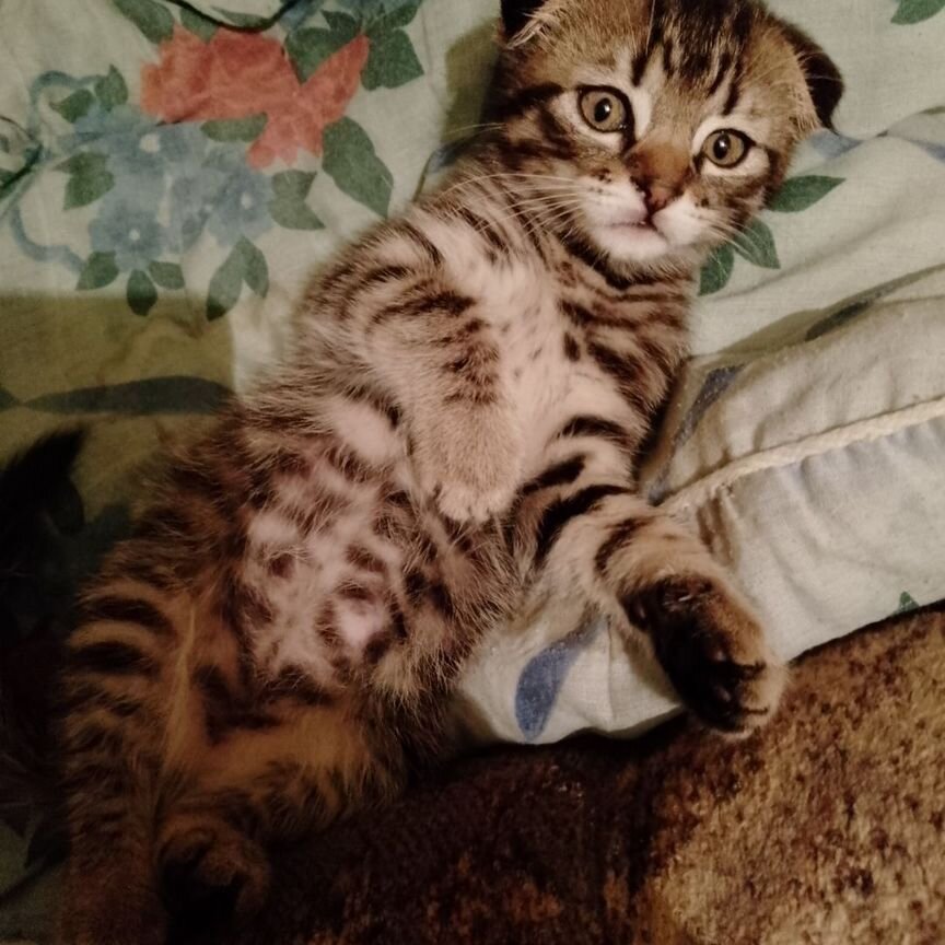 Котята вислоухие