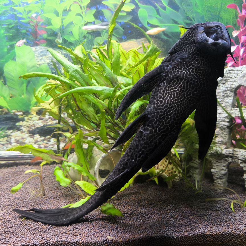 Парчевый сом