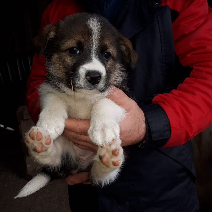 Малыши в добрые руки