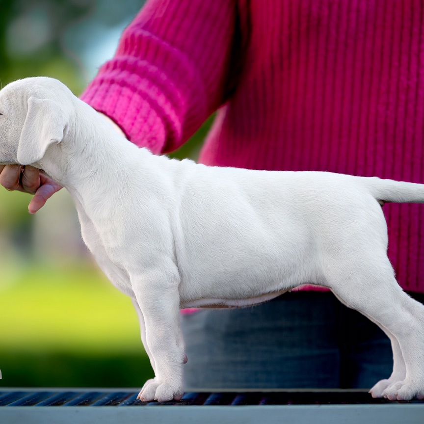 Аргентинский дог