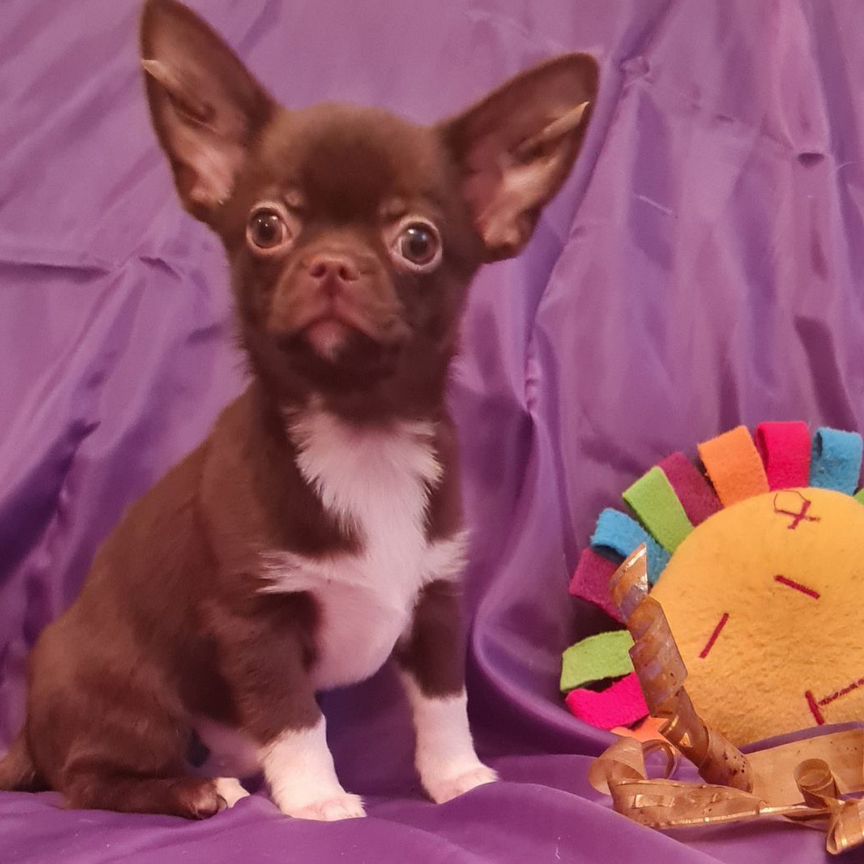 Чихуахуа, щенок