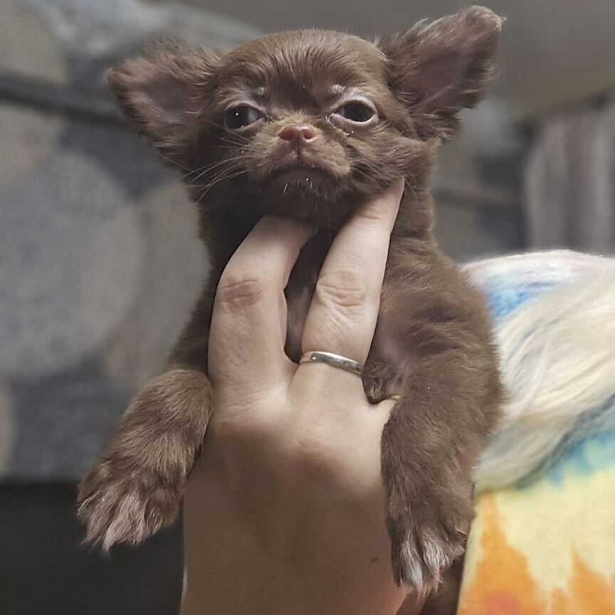 Шикарный мальчик шоколадный д/ш