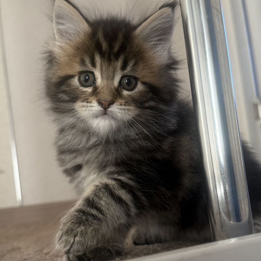 Мейн-кун котёнок