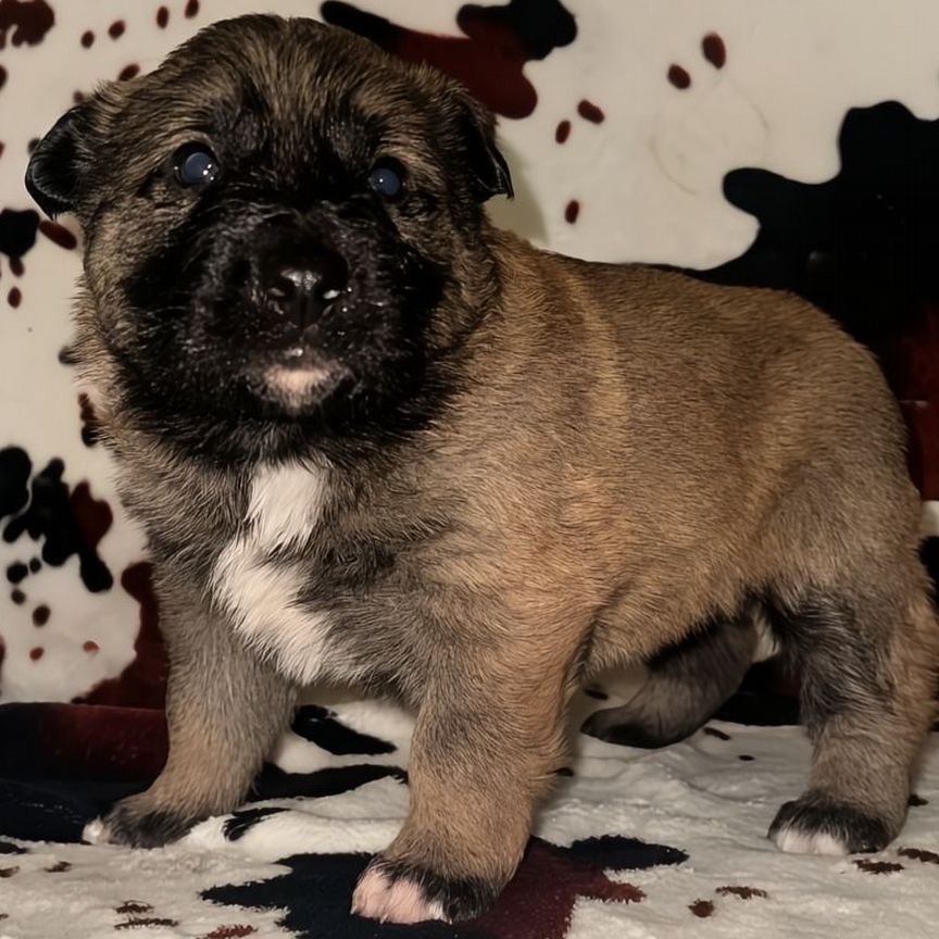 Лайка, щенок