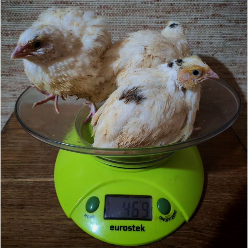 Перепелята