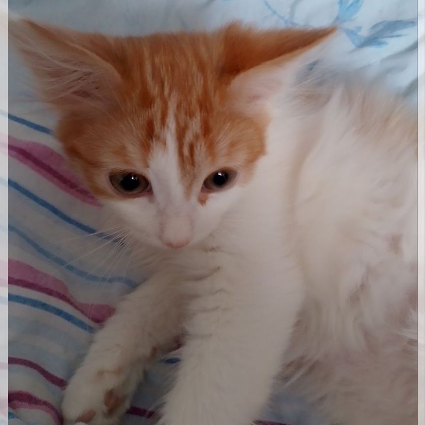 Рыжий котенок в добрые руки