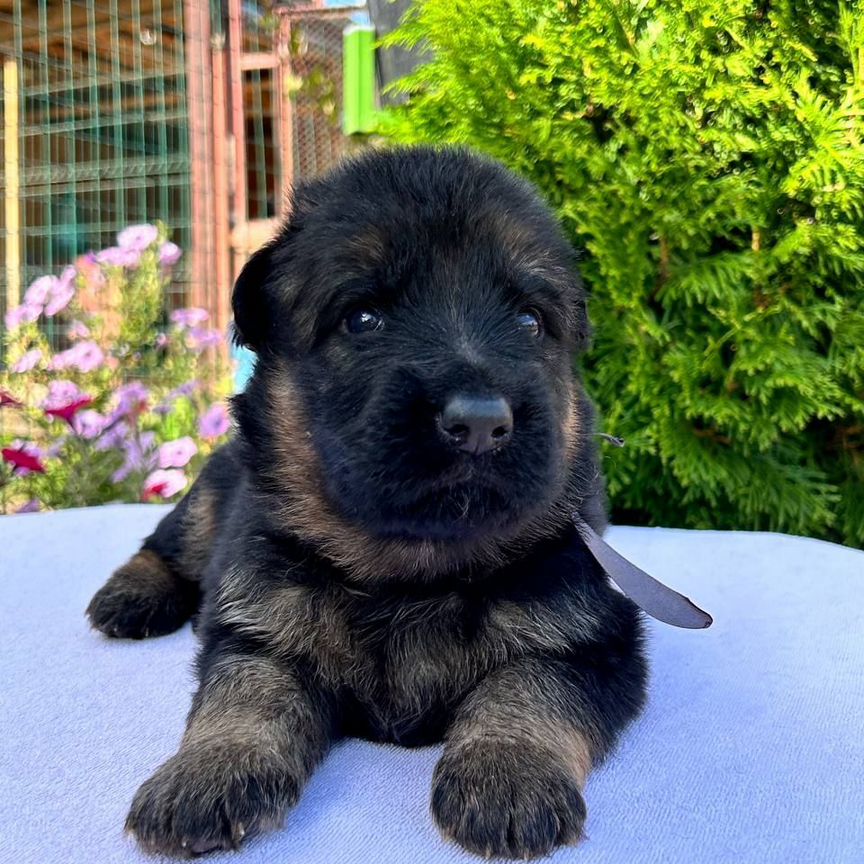 Щенки немецкой овчарки