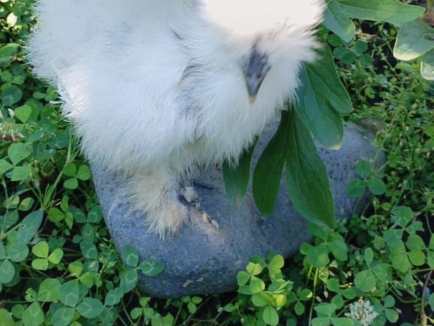 Китайские шелковые куры