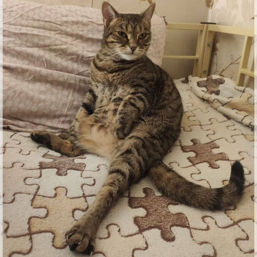 Кошка шпротик)