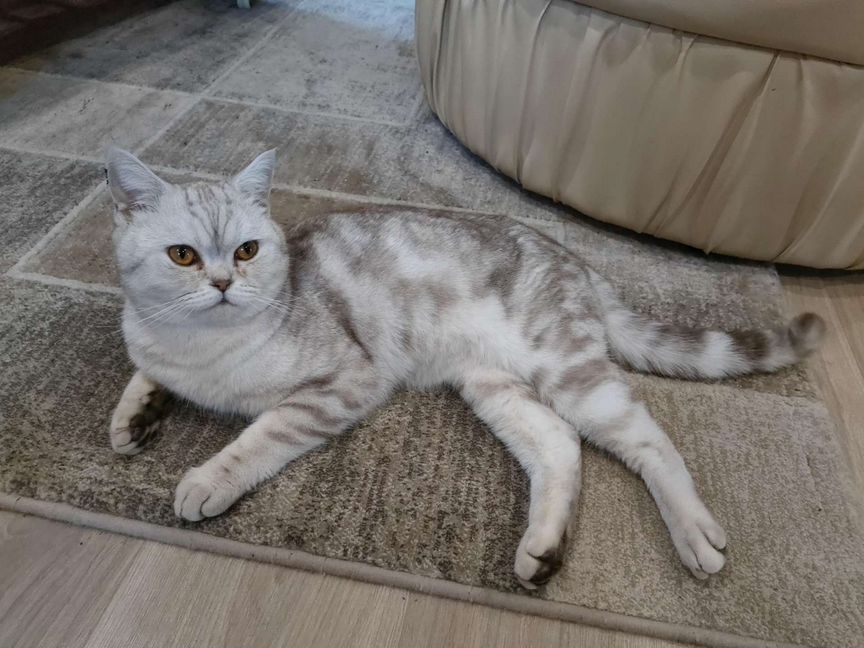 Шотландец вязка