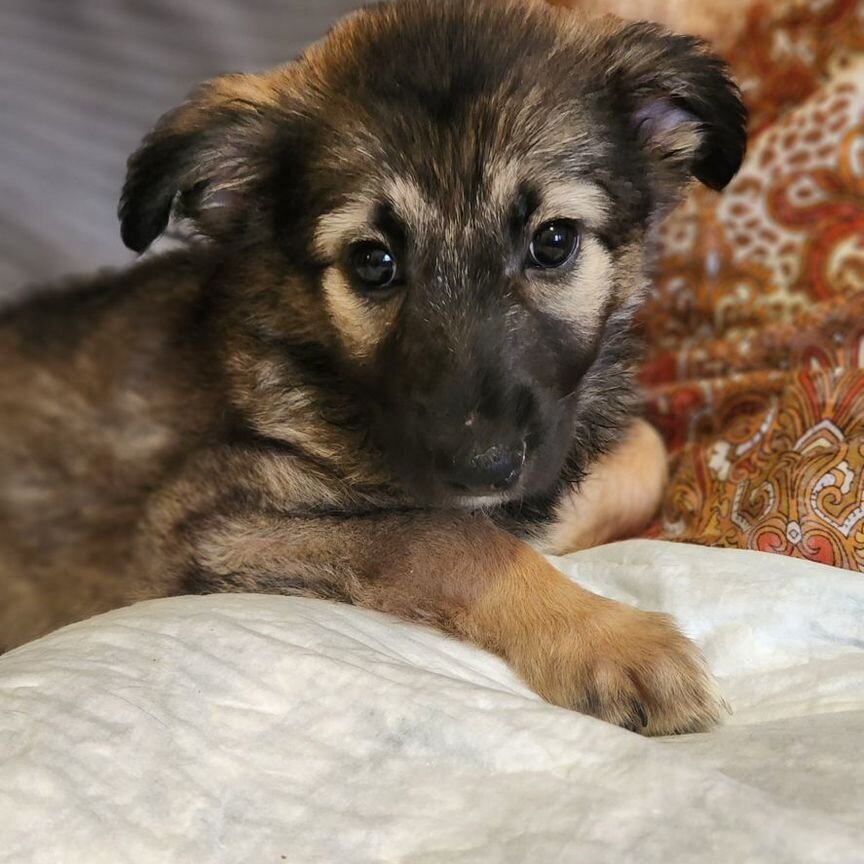 Зайка в поисках семьи