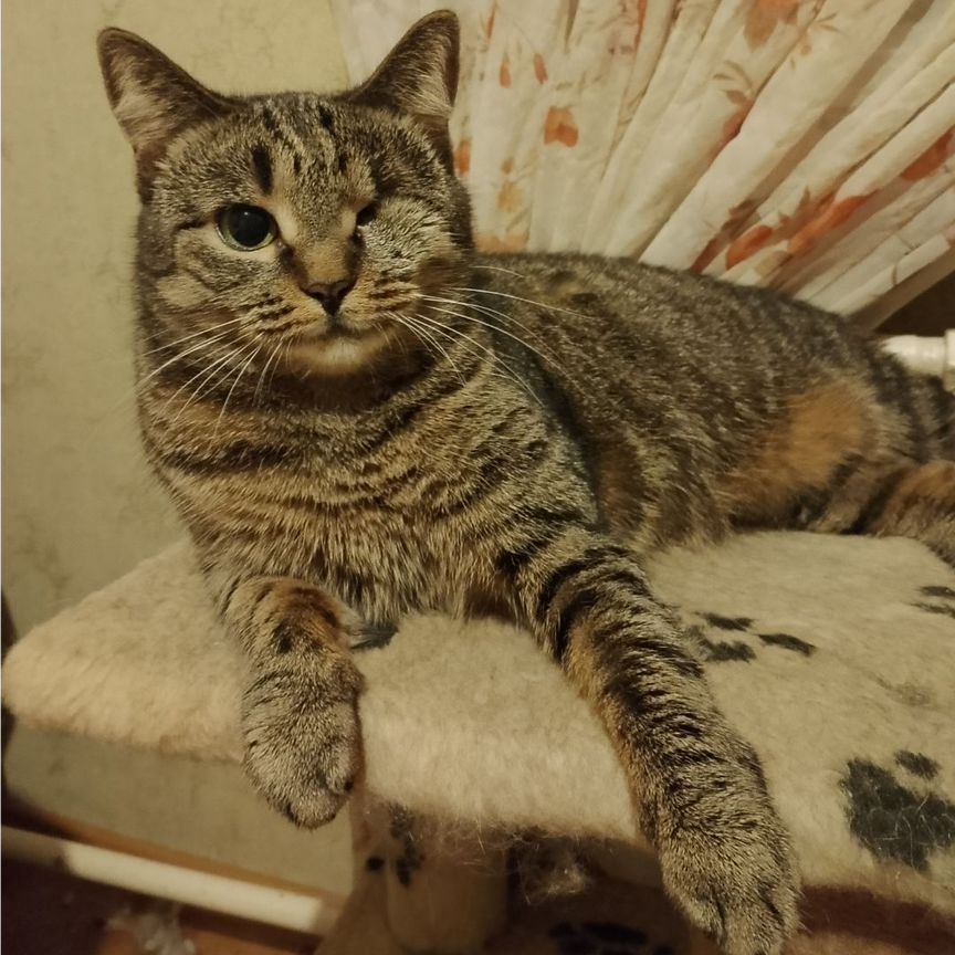 Взрослая, кошка в добрые руки