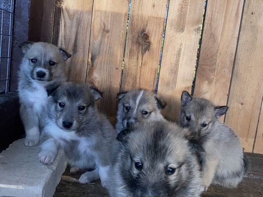 Щенки западно сибирской лайки