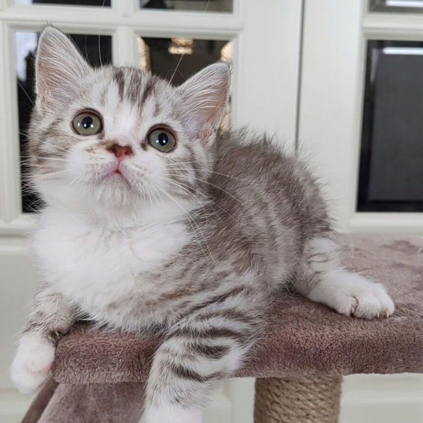 Шотландский страйт котёнок