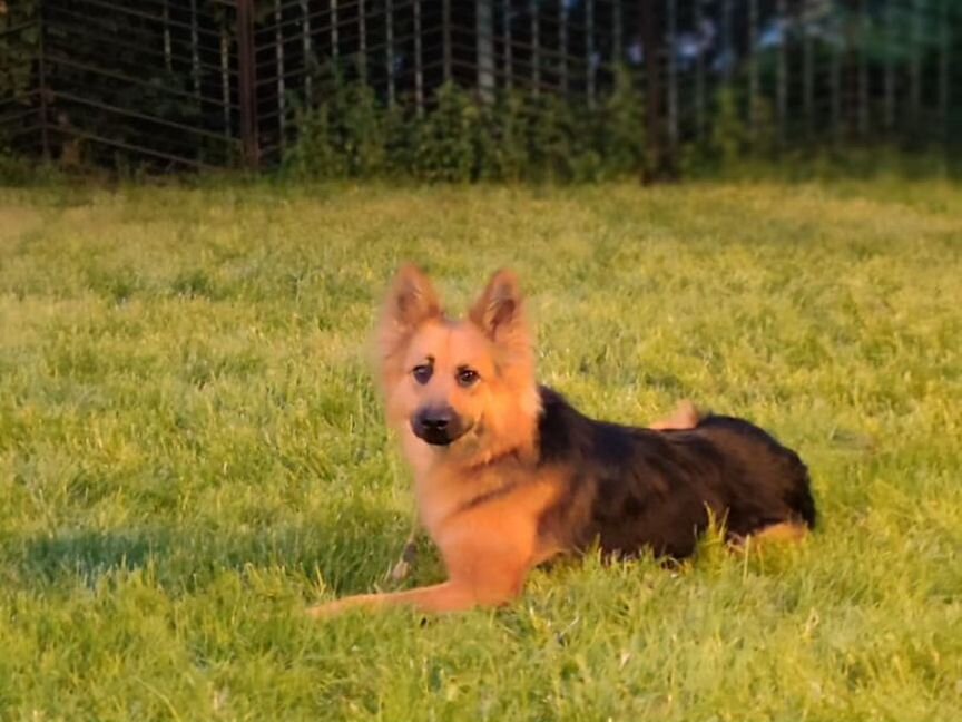 Немецкая овчарка в добрые руки