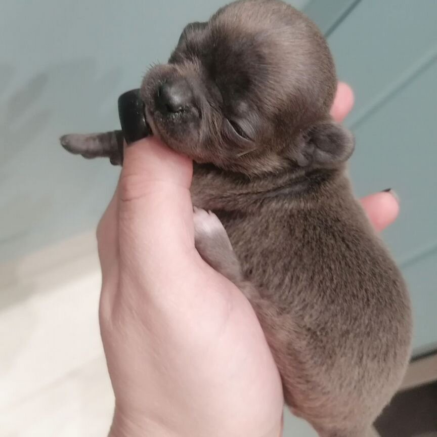 Девочка чихуахуа