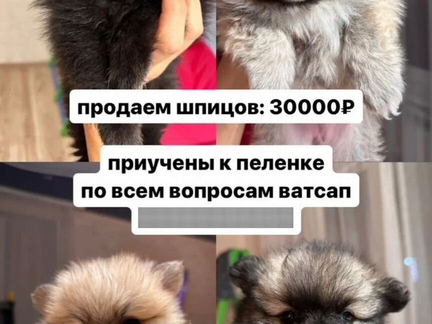 Щенки шпица