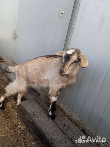 Англо нубийские козы