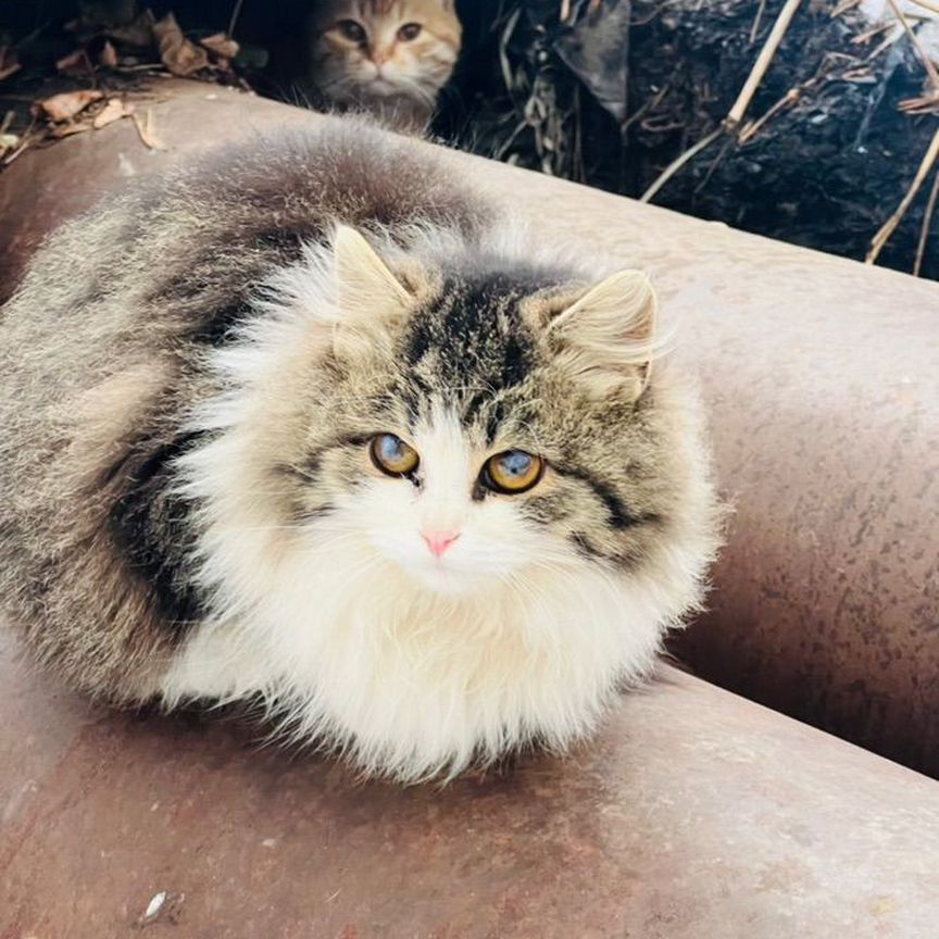 Отдам в добрые руки