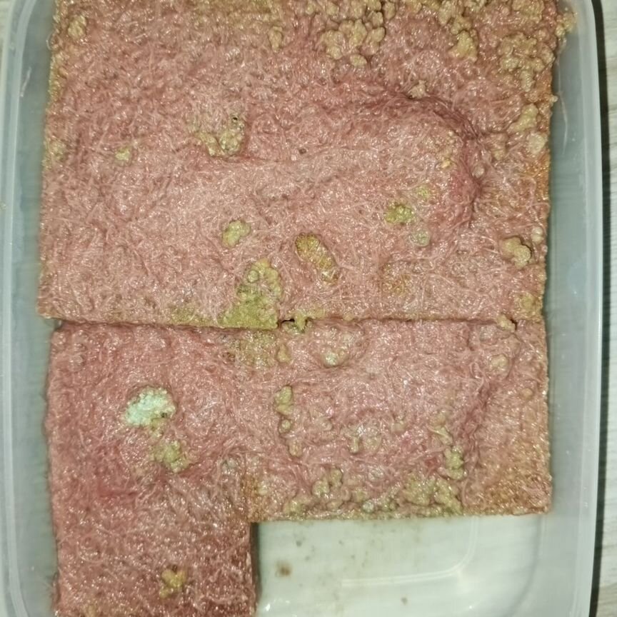 Трубочник изя