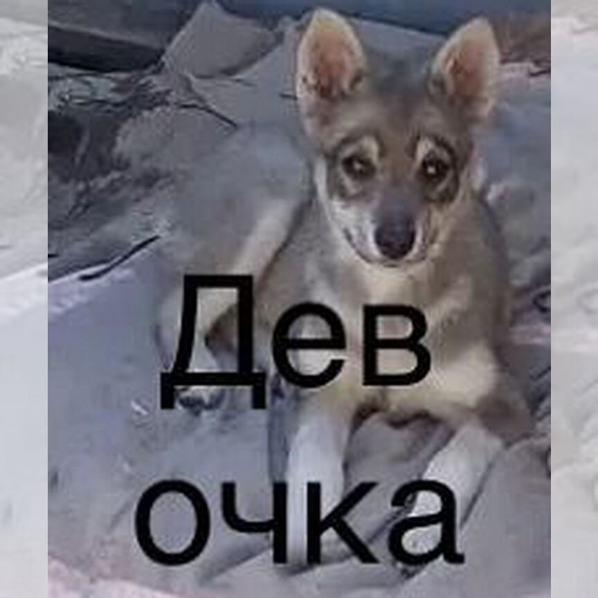 Щенок в добрые руки