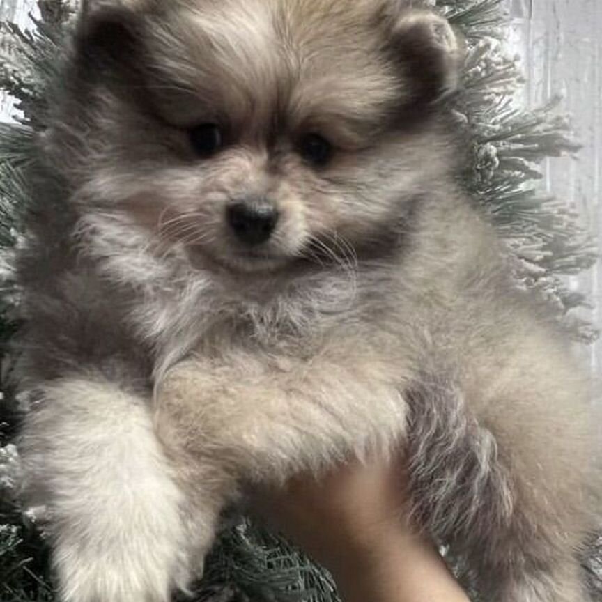 Померанский шпиц, щенок