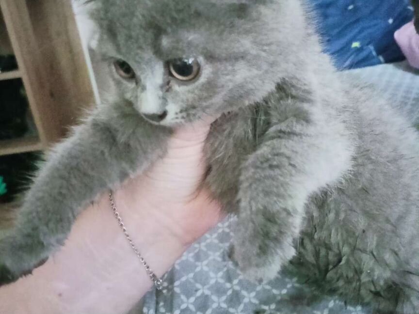 Британские котята