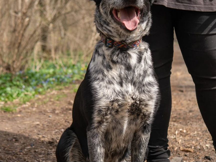 Санта в добрые руки