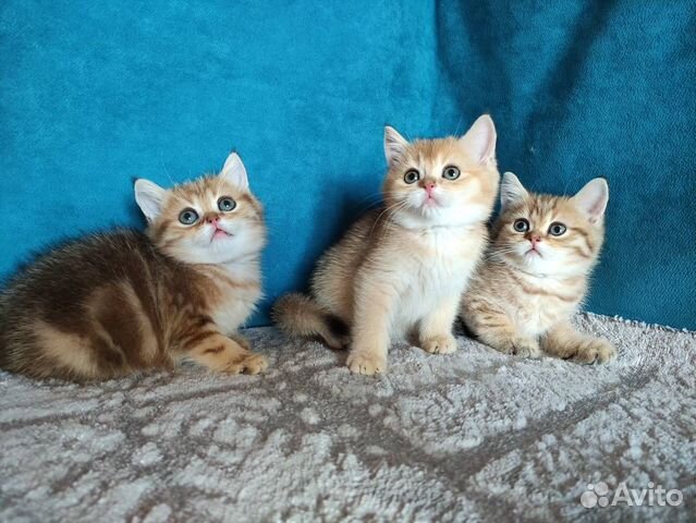 Золотые котята окрас шиншилла, мрамор, пятно