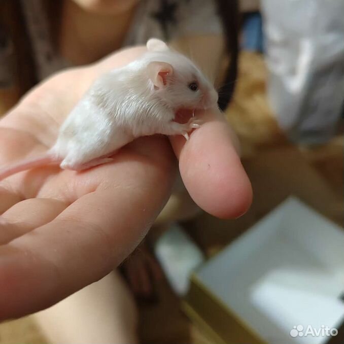 Мышь декоративная ручная