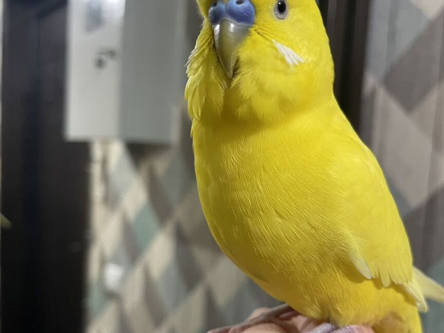 Волнистый попугай в добрые руки