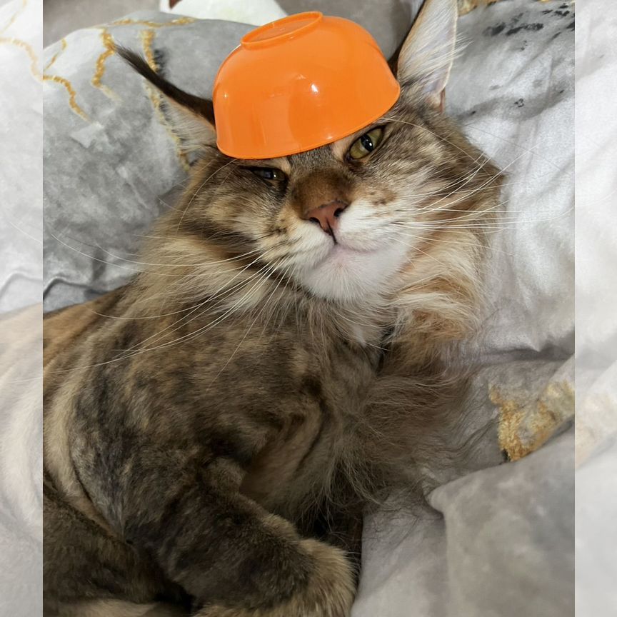 Мейн-кун, взрослая кошка