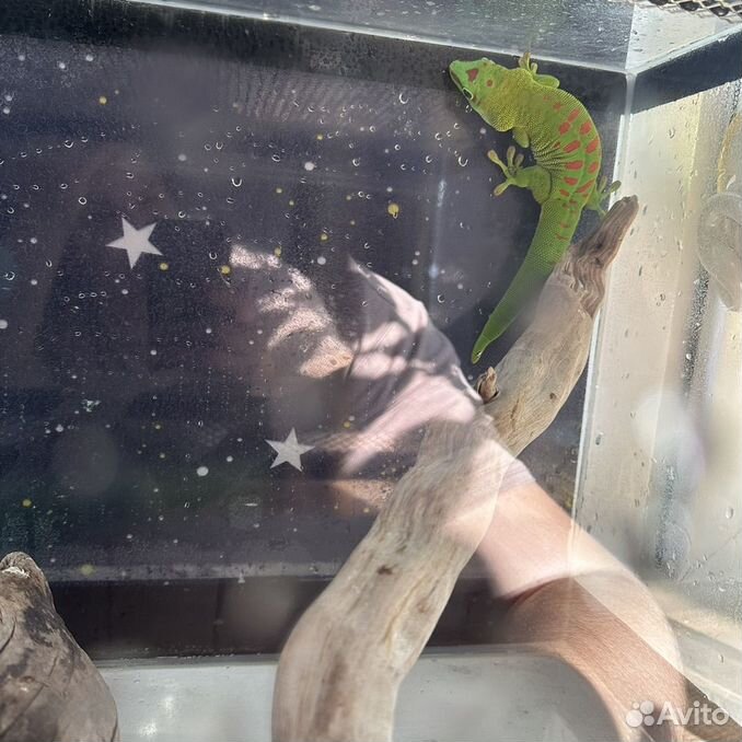 Домашняя ящерица